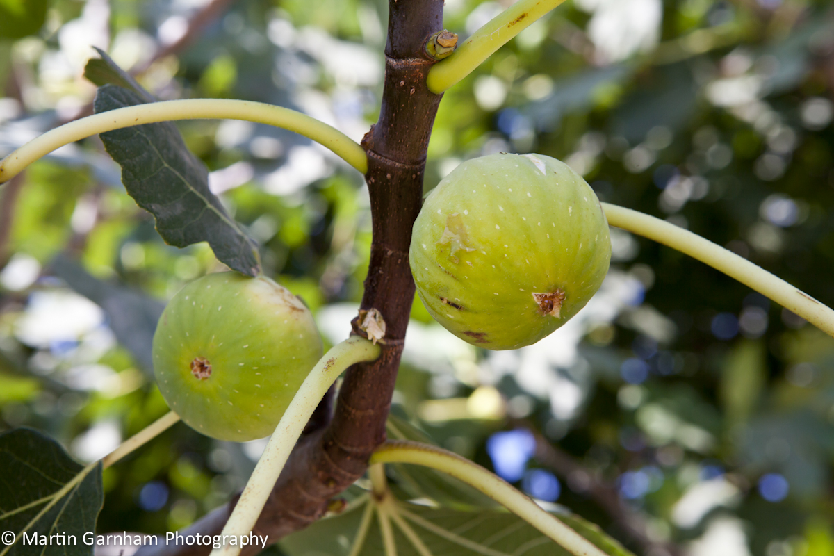 Fig tree – Martin Garnham Photo Tours